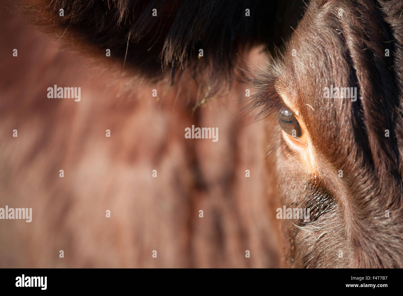 Red poll cow hi-res stock photography and images - Alamy