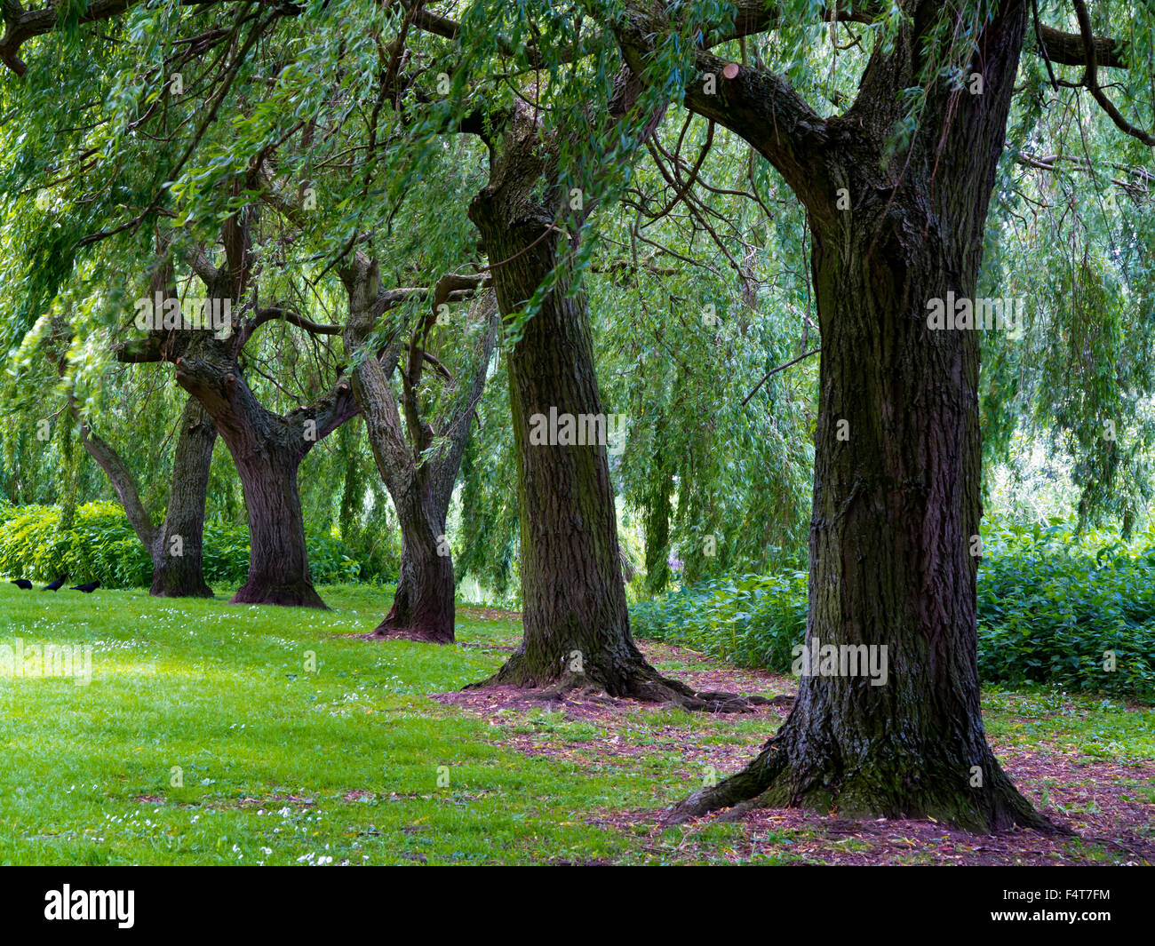 Willow trees on the Trent Washlands at Burton Upon Trent Staffordshire ...