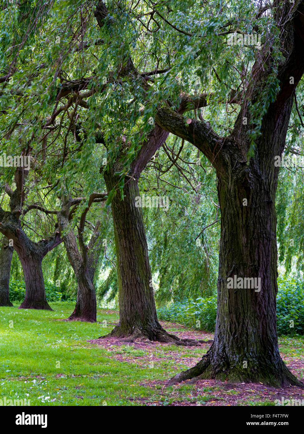Willow trees on the Trent Washlands at Burton Upon Trent Staffordshire ...