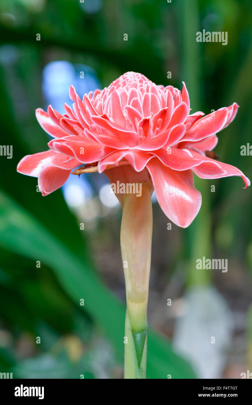 On a background greenery hi-res stock photography and images - Alamy