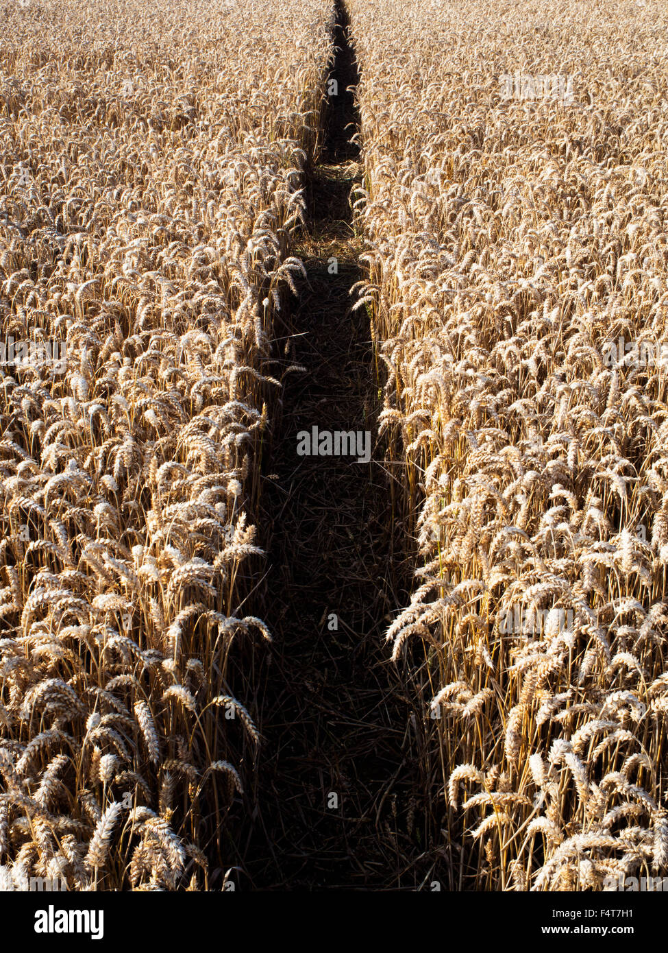 Path across field wheat hi-res stock photography and images - Alamy