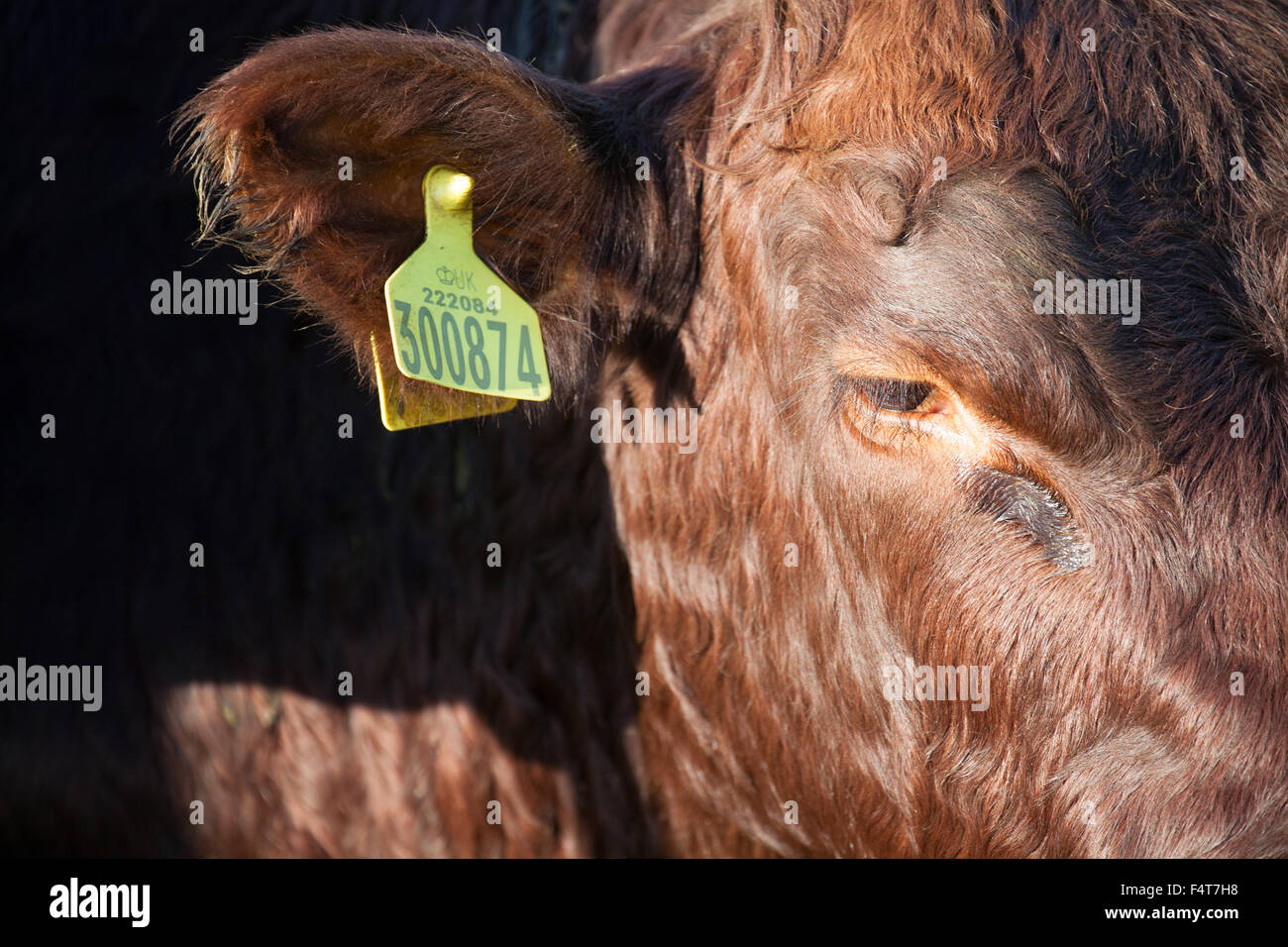 Close up of the head and tag of a red poll cow Stock Photo - Alamy
