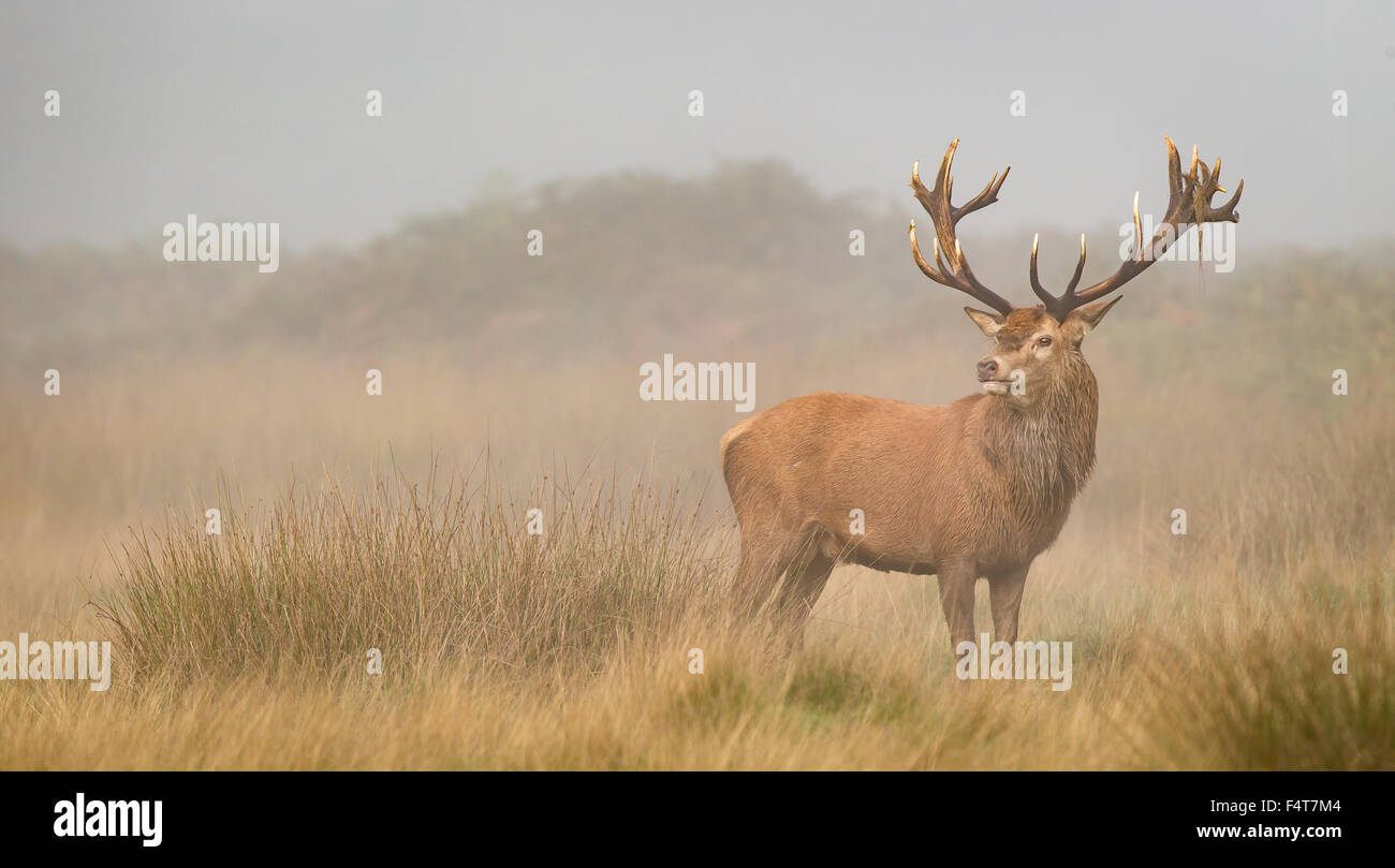 Red deer stag in the autumn mist Stock Photo - Alamy