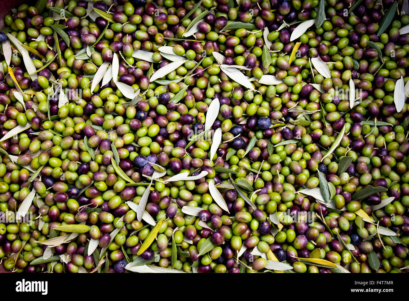 Green and black olives texture Stock Photo - Alamy