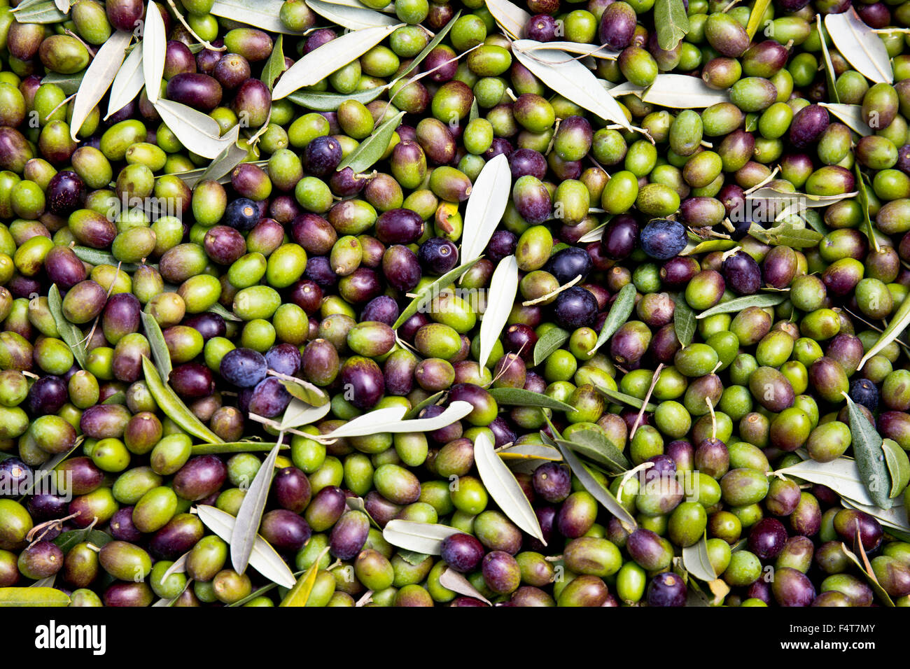 Green and black olives texture Stock Photo - Alamy