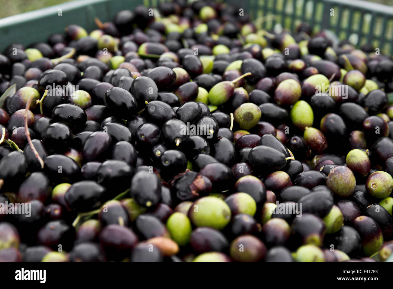 Box of olives hi-res stock photography and images - Alamy