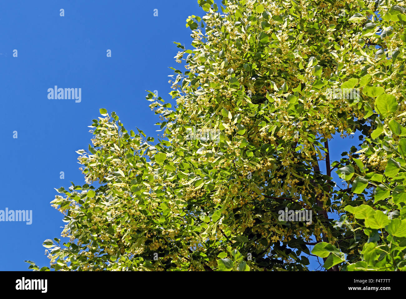 Tree, lime-tree, blossoms Stock Photo - Alamy