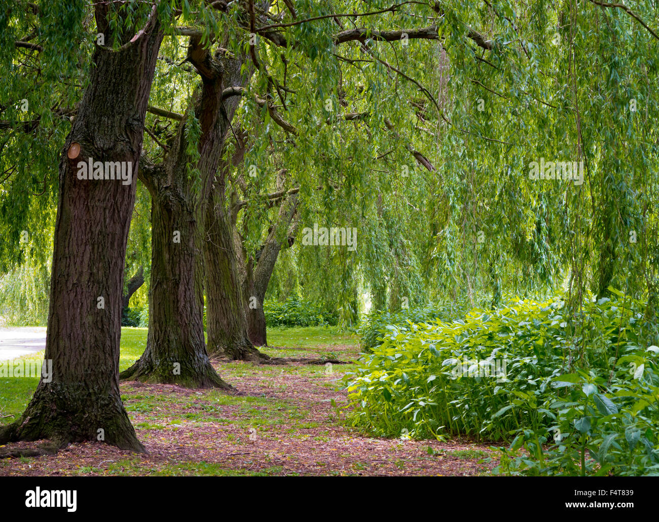 Willow trees on the Trent Washlands at Burton Upon Trent Staffordshire ...