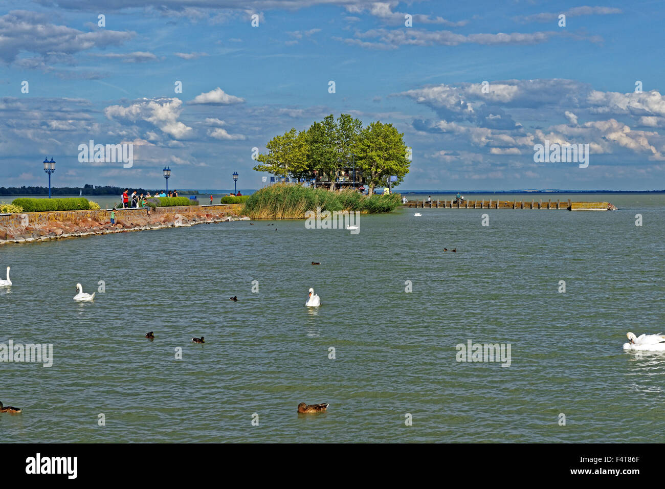 Flat Ducks High Resolution Stock Photography and Images - Alamy
