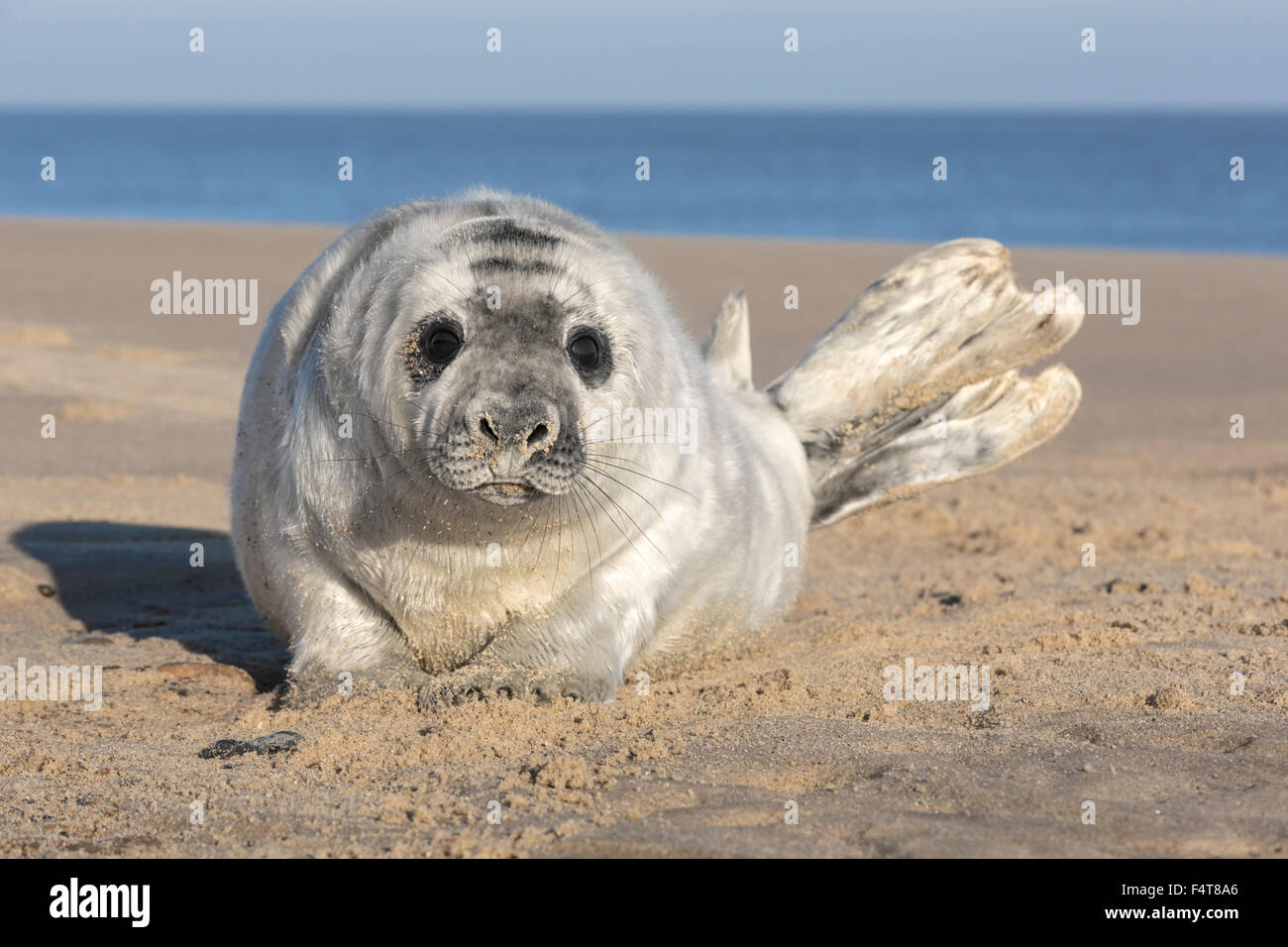 Atlantic Grey Seal Stock Photo - Alamy