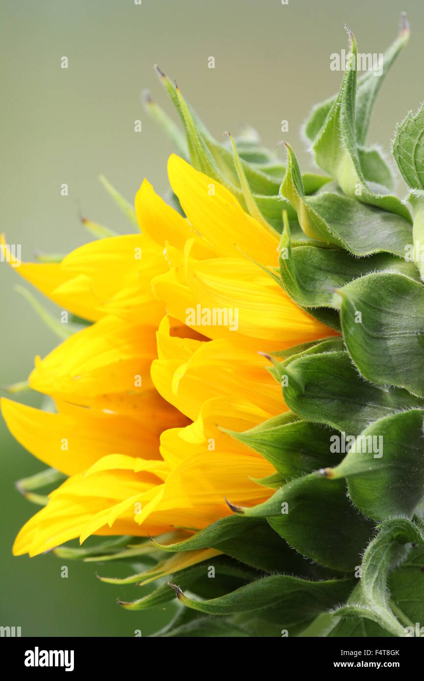 Big bright happy sunflower hi-res stock photography and images - Alamy