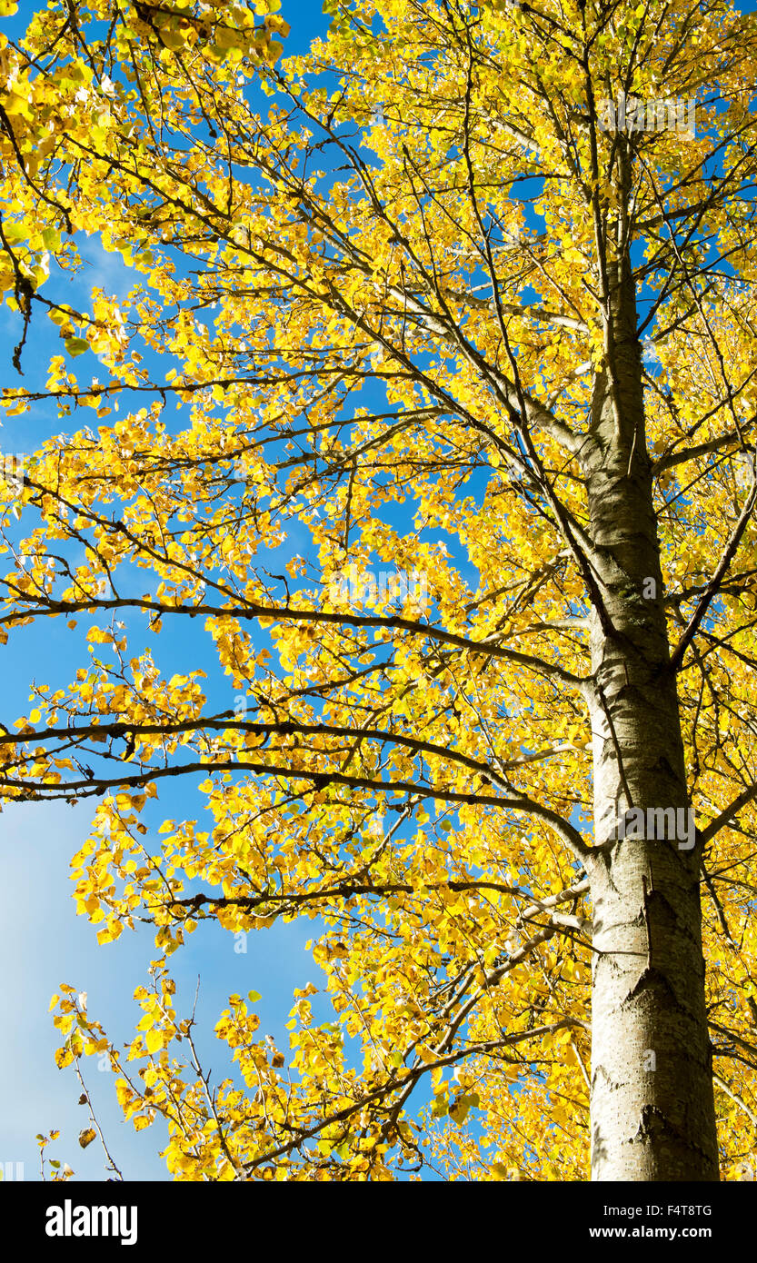 Populus tremula. Aspen trees changing colours in autumn against a blue ...