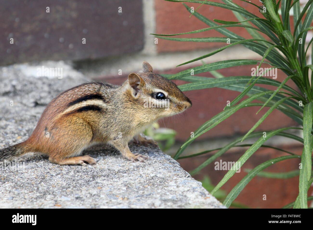 Chipmunk looking at the camera Stock Photo - Alamy