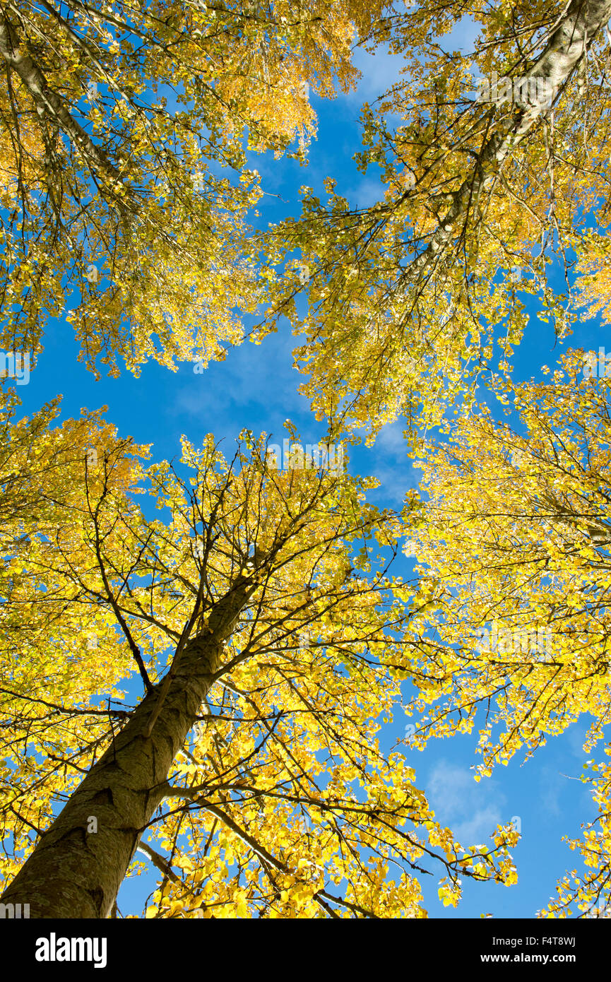 Aspen branches against blue hi-res stock photography and images - Alamy