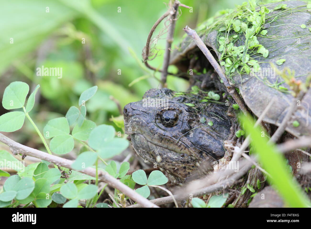 Snapping turtle close hi-res stock photography and images - Alamy