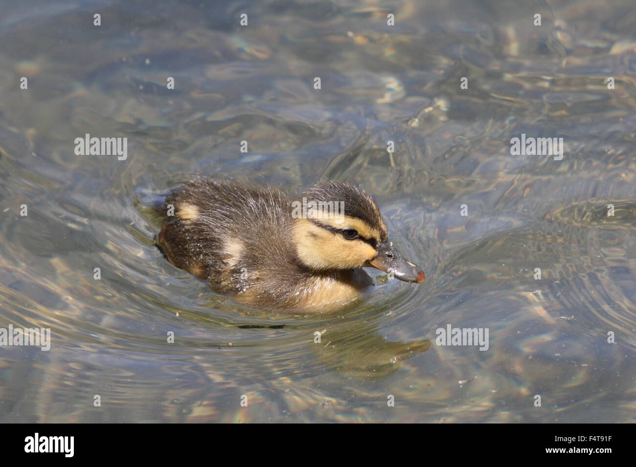 Duckling in clear water Stock Photo - Alamy