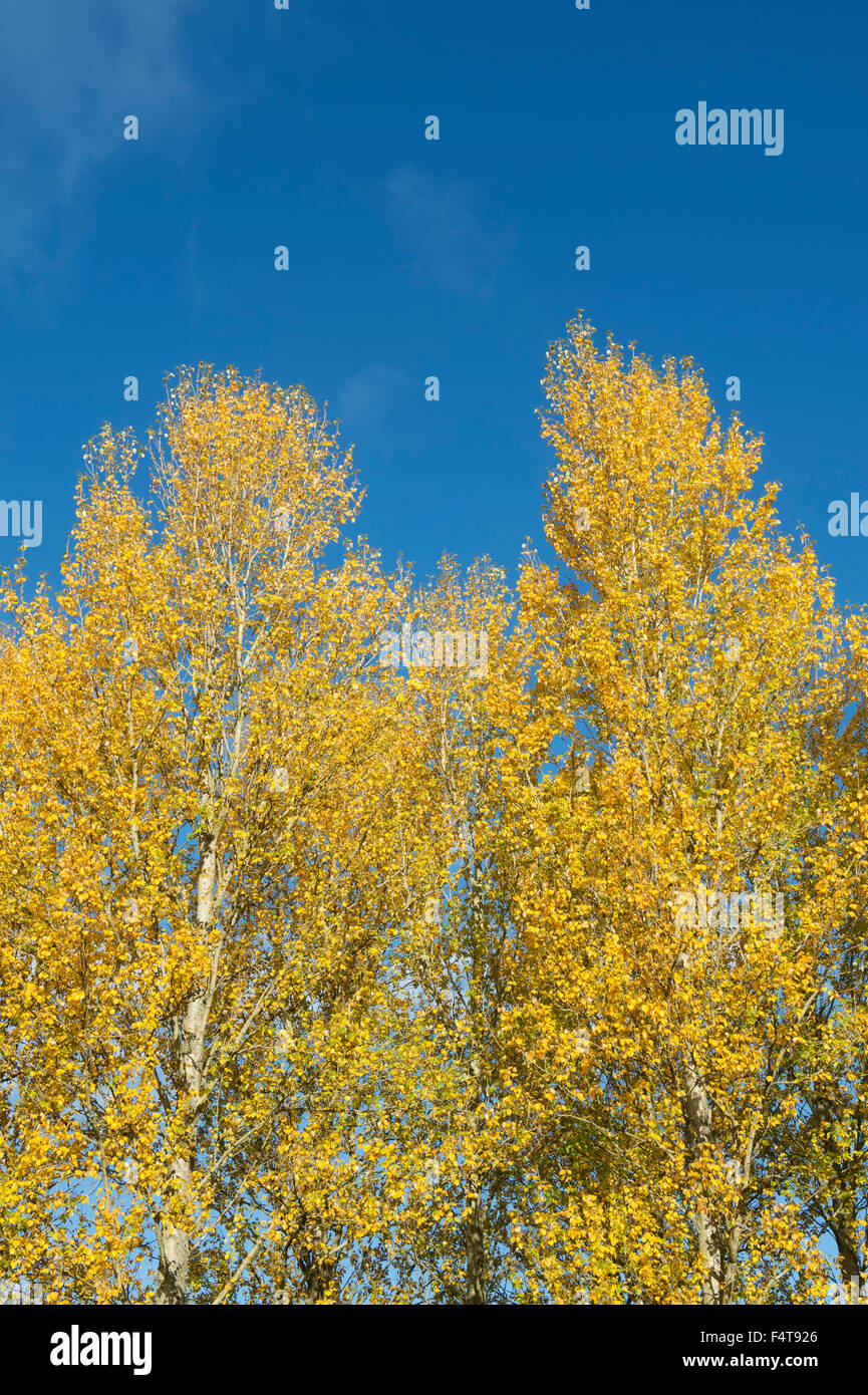 Populus tremula. Aspen trees changing colours in autumn against a blue ...