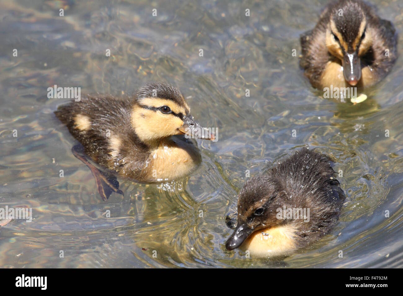 Three ducklings swimming in clear water Stock Photo - Alamy