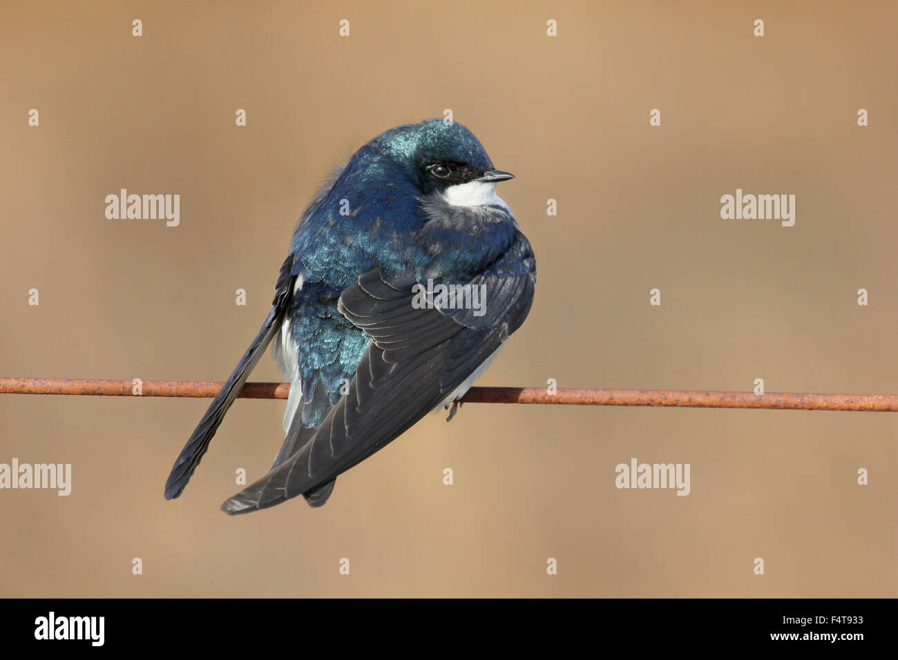 Swallow on a wire hi-res stock photography and images - Alamy