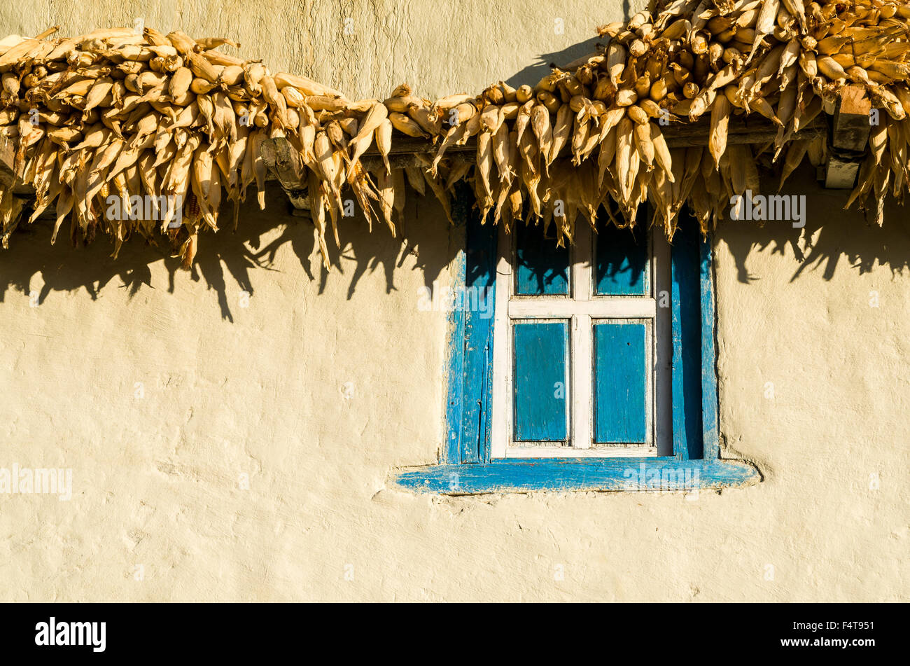 Corn drying at a white farmers house with blue window Stock Photo - Alamy