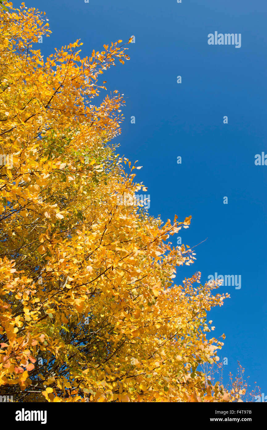 Populus tremula. Aspen trees changing colours in autumn against a blue ...