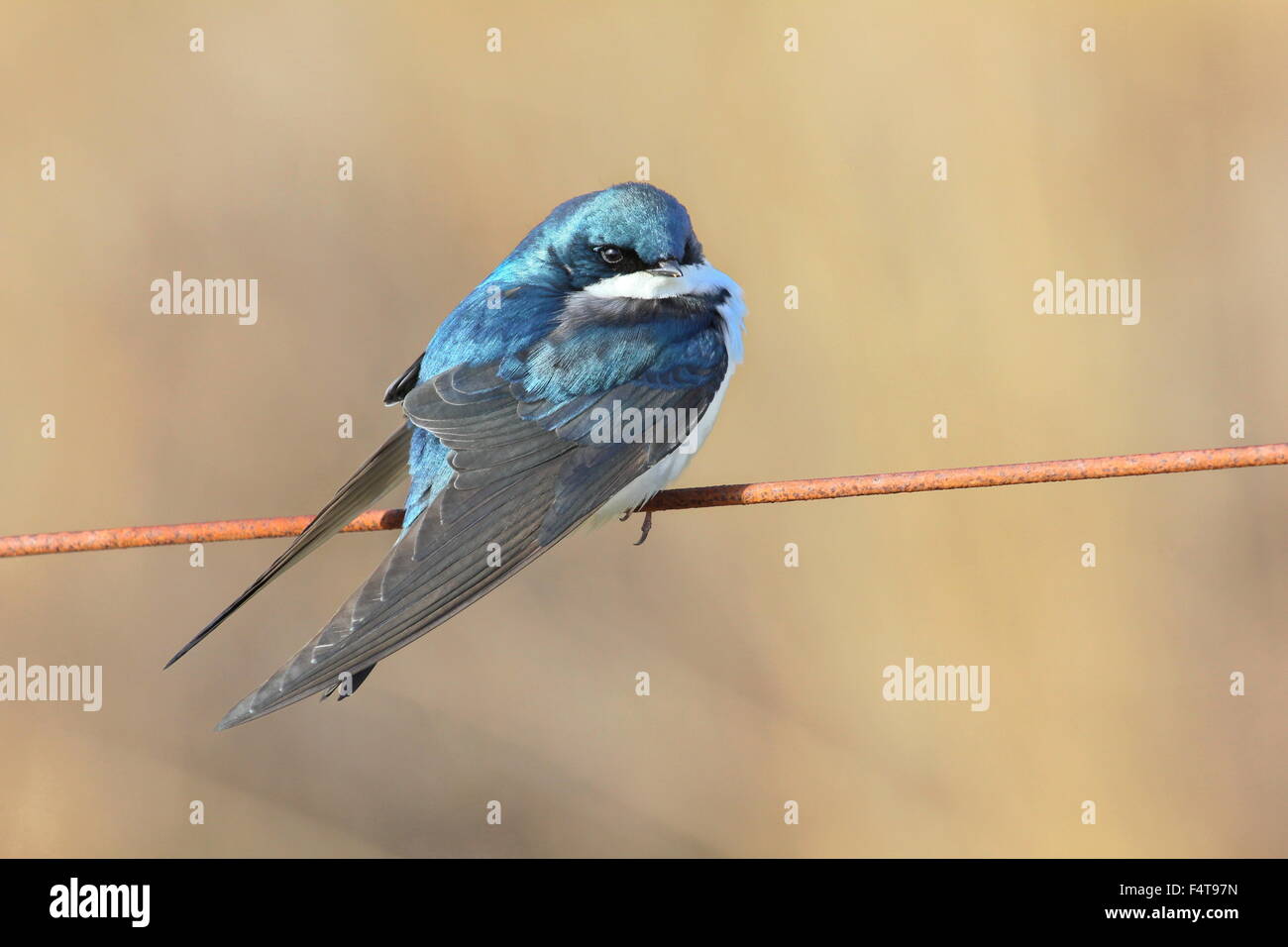 Sunlit tree swallow perched on a wire Stock Photo - Alamy