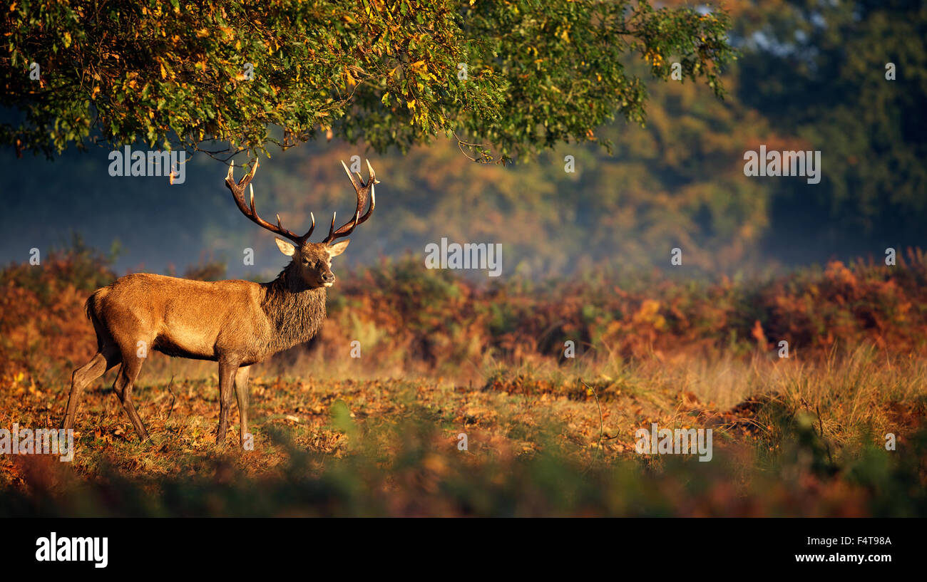 Red deer stag in the autumn colours Stock Photo - Alamy