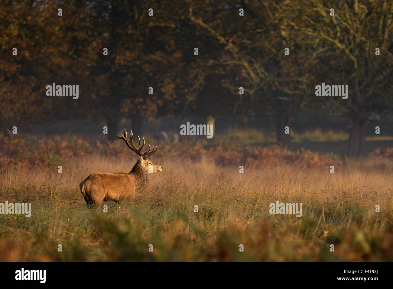 Red deer stag in the autumn colours Stock Photo - Alamy