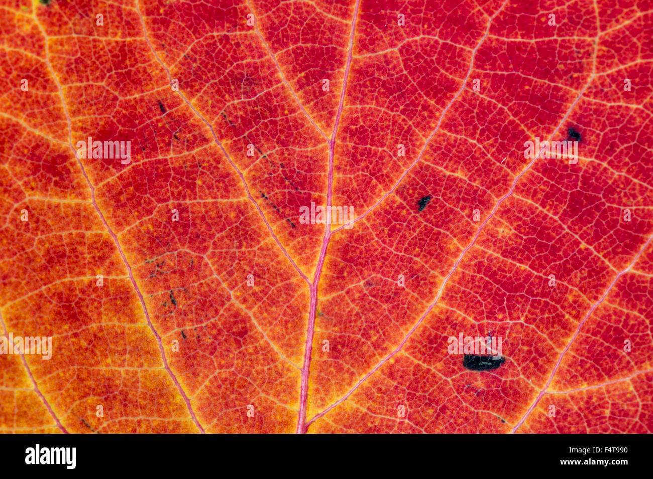 Populus tremula. Autumn Aspen tree leaf pattern Stock Photo - Alamy
