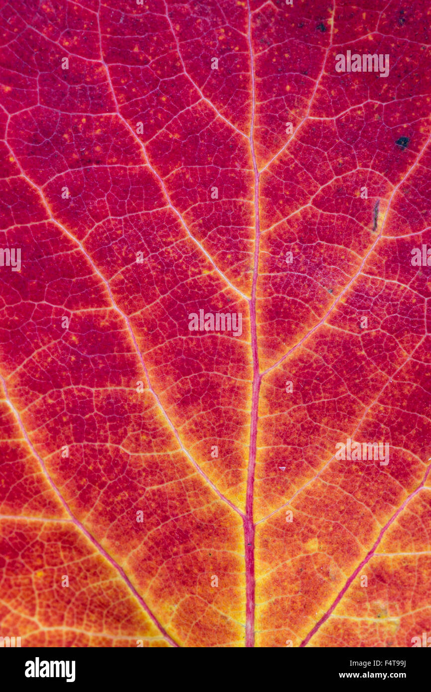 Red aspen leaf hi-res stock photography and images - Alamy