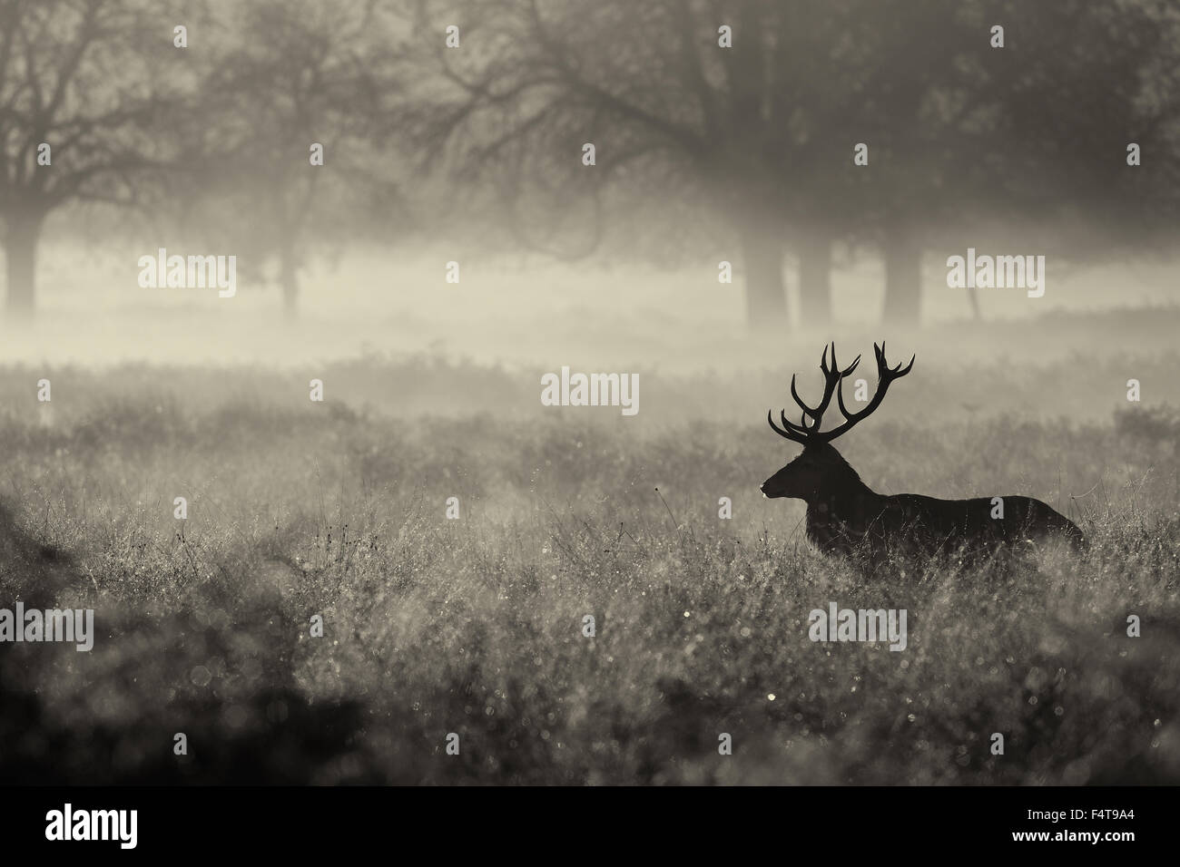 Red deer stag in the autumn mist Stock Photo - Alamy