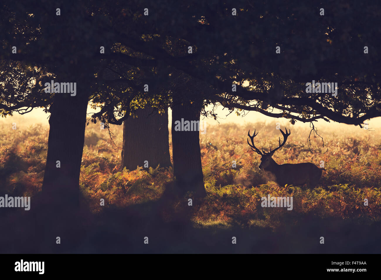 Red deer stag in the autumn colours Stock Photo - Alamy