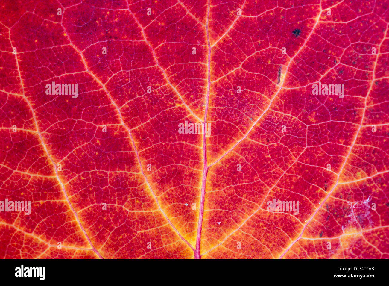 Populus tremula. Autumn Aspen tree leaf pattern Stock Photo - Alamy