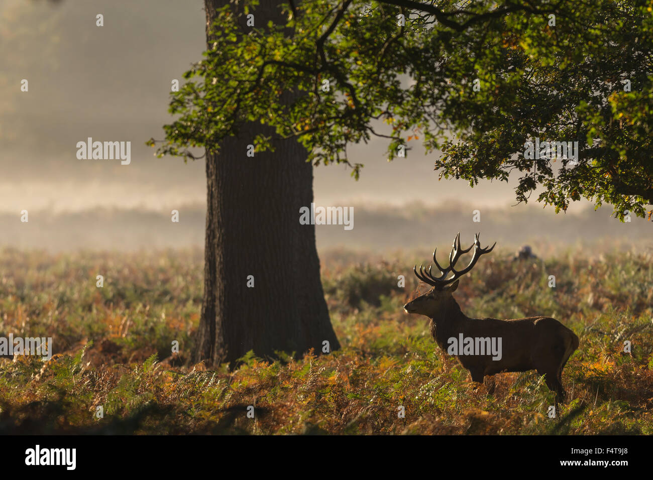 Mystical stag hi-res stock photography and images - Alamy