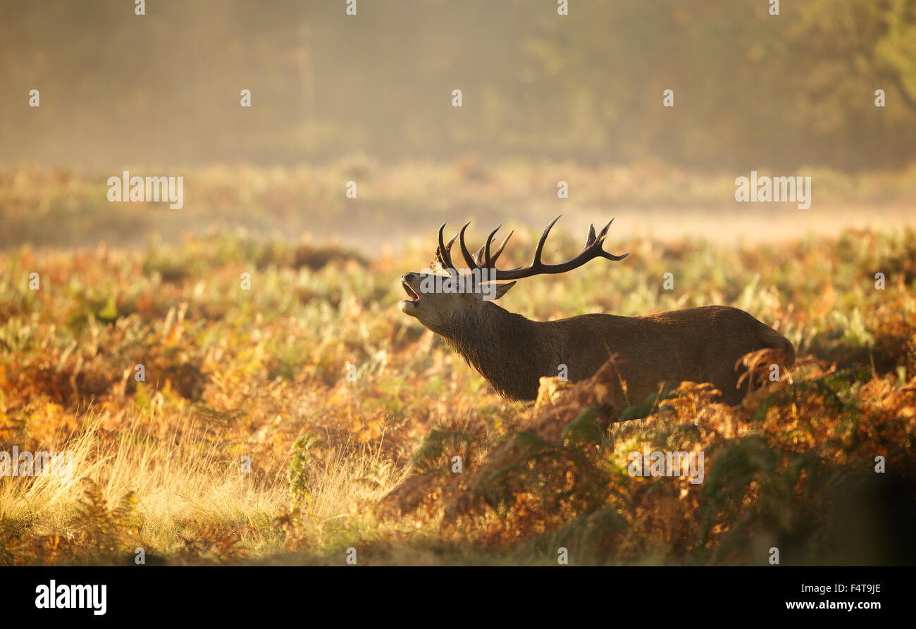 Red deer stag in the autumn colours Stock Photo - Alamy
