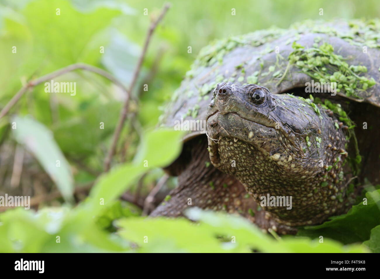 Snapping turtle nose hi-res stock photography and images - Alamy