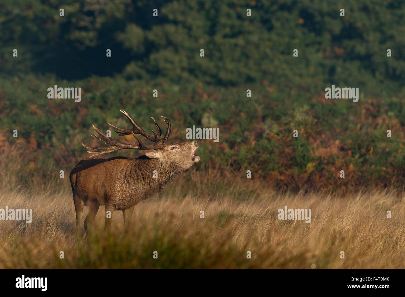 Mystical stag hi-res stock photography and images - Alamy