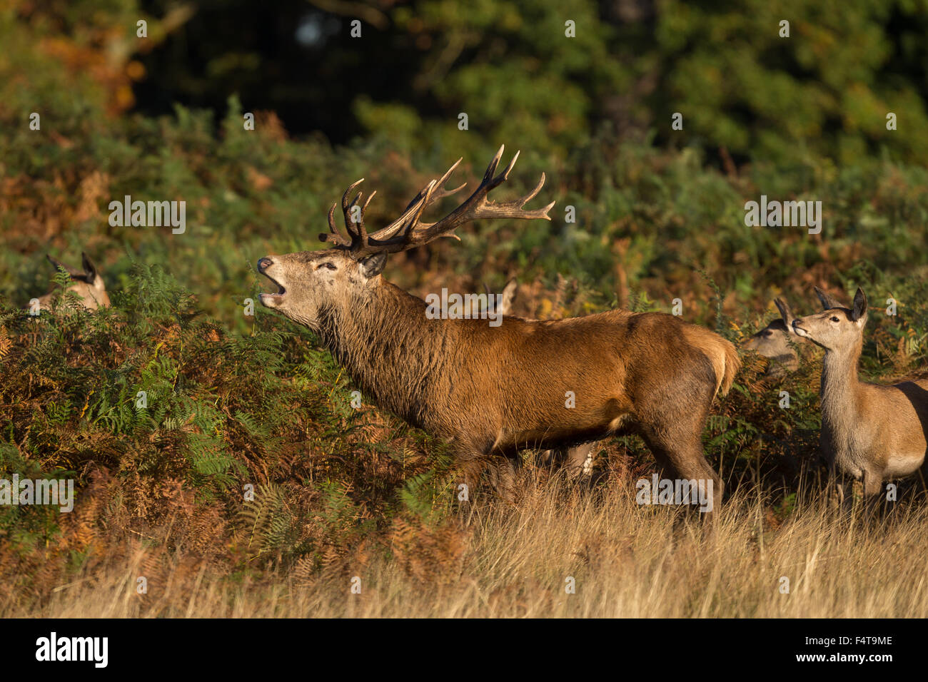 Red deer stag in the autumn colours Stock Photo - Alamy