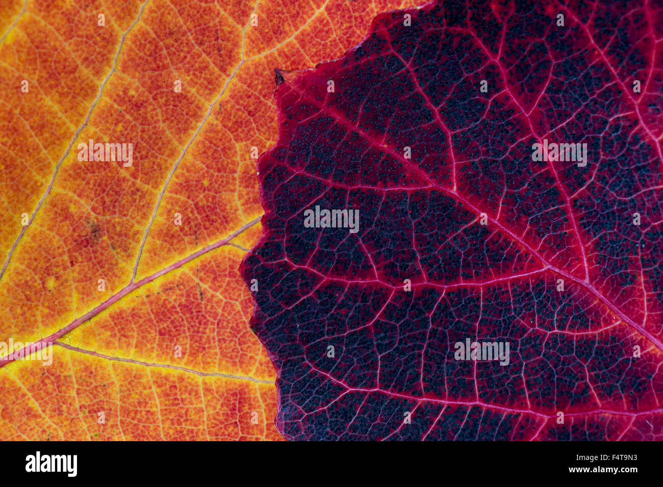 Populus tremula. Autumn Aspen tree leaves pattern Stock Photo - Alamy