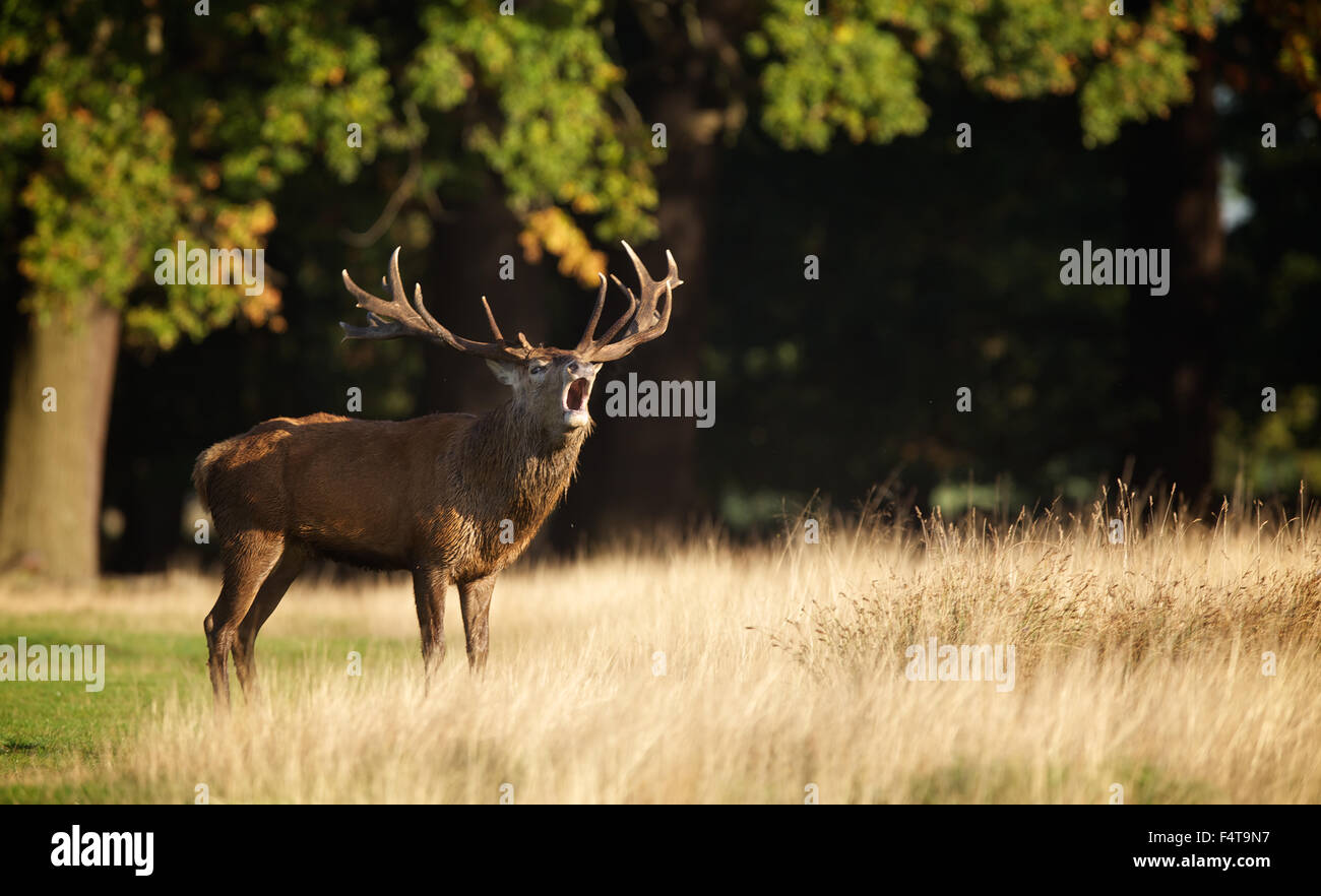 Red deer stag in the autumn colours Stock Photo - Alamy