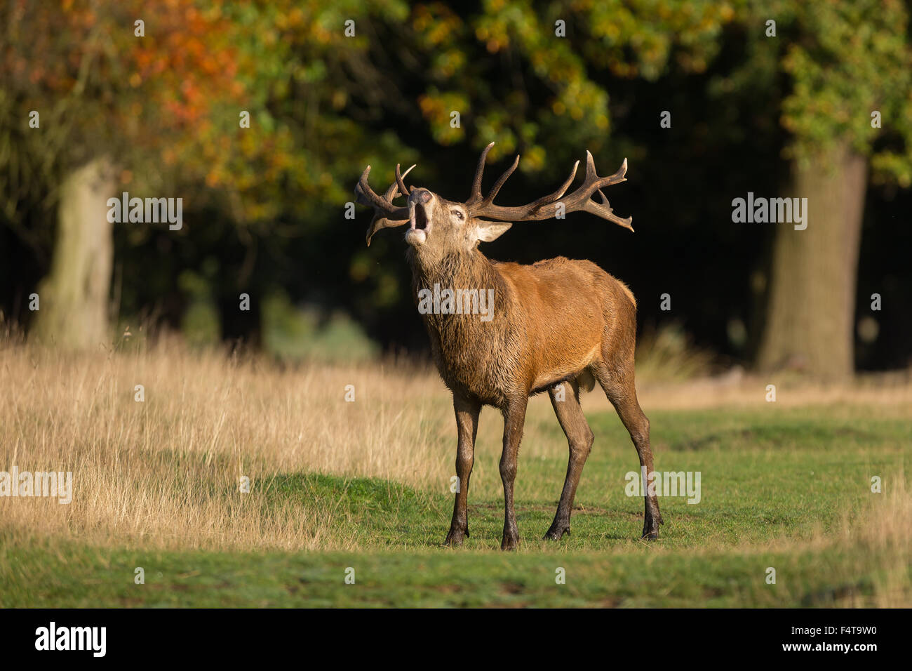 Red deer stag in the autumn colours Stock Photo - Alamy
