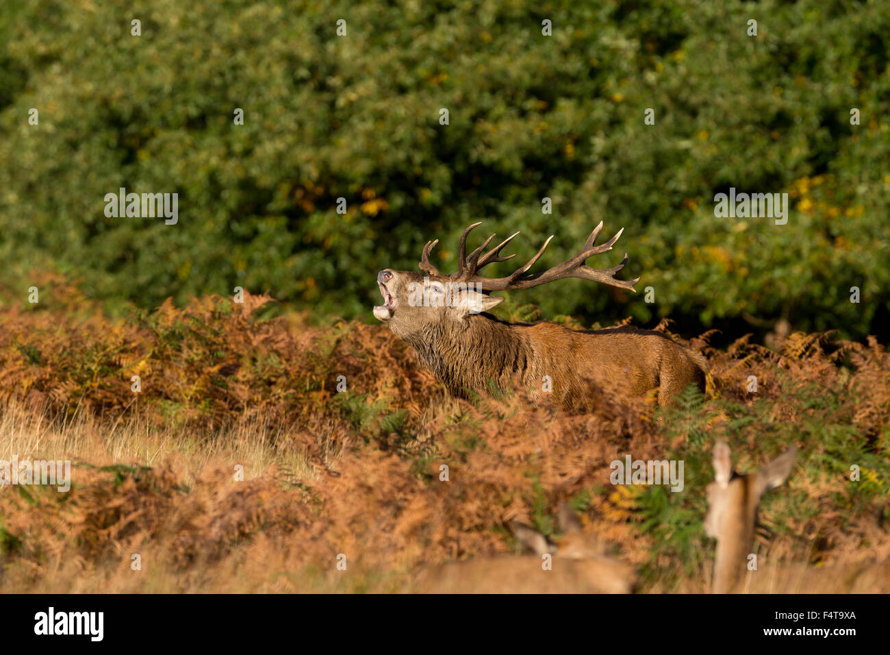 Red deer stag in the autumn colours Stock Photo - Alamy