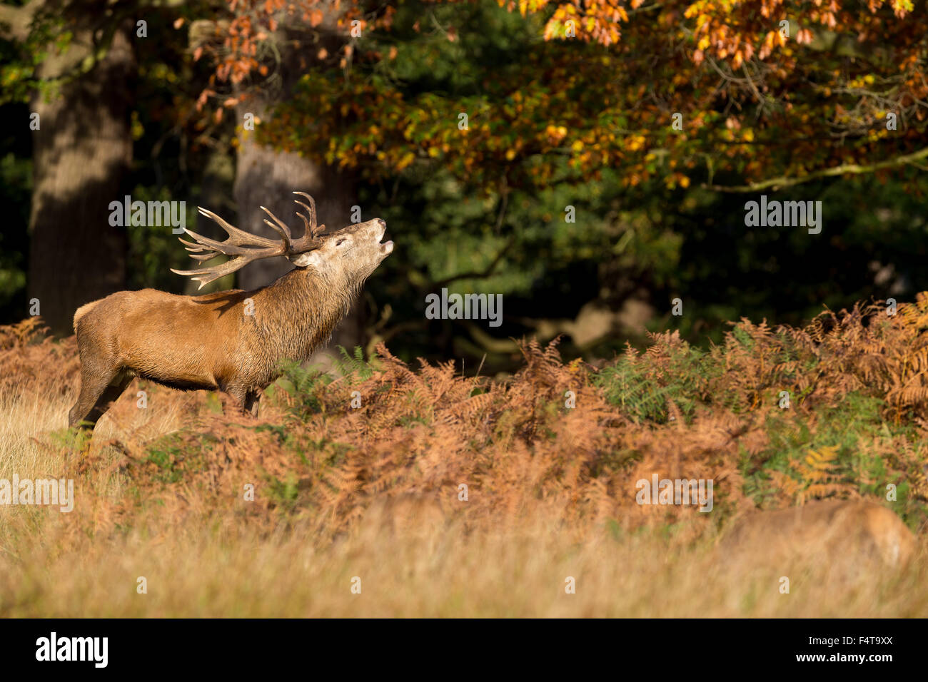 Red deer stag in the autumn colours Stock Photo - Alamy