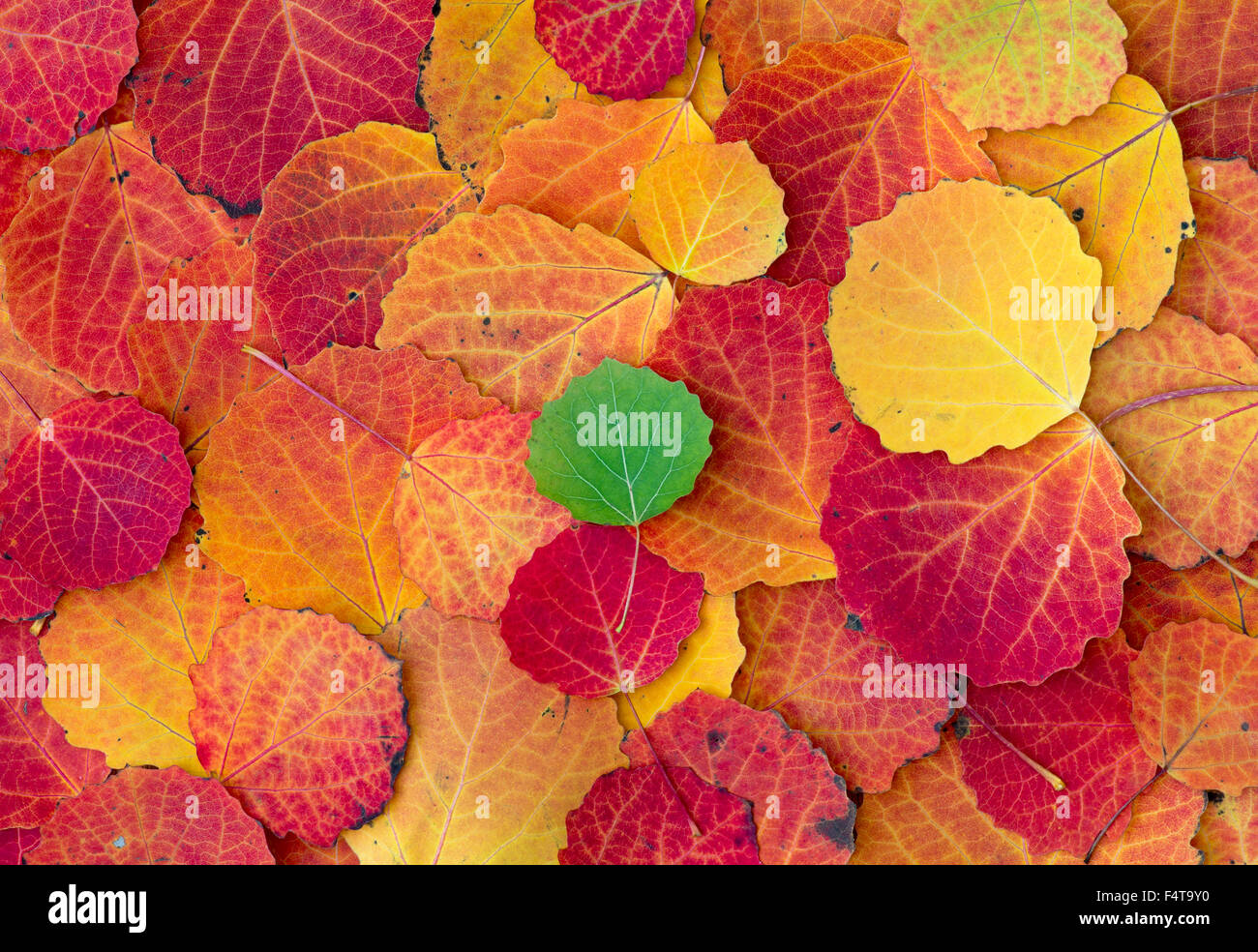 Populus tremula. Autumn Aspen tree leaves pattern Stock Photo - Alamy
