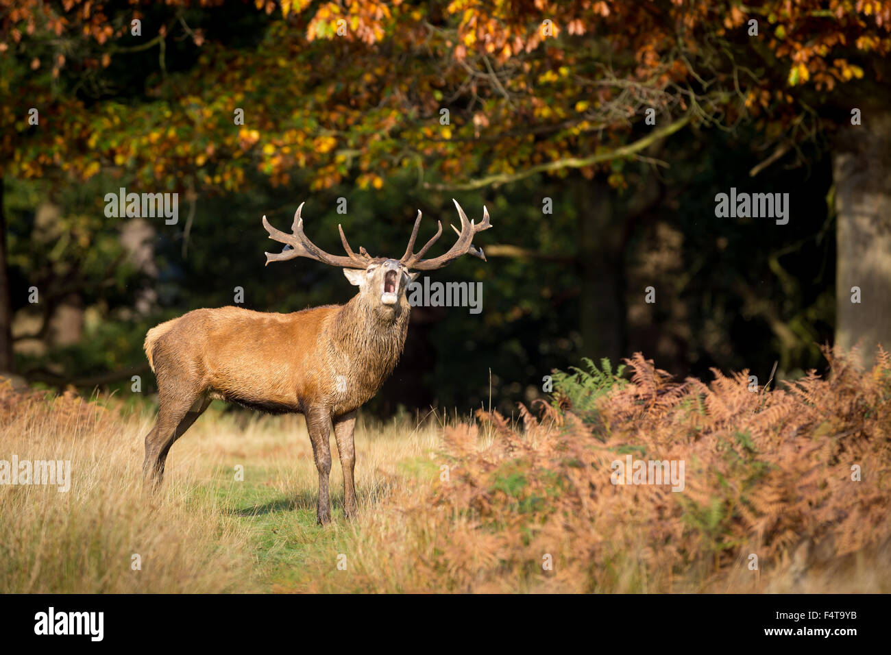 Deer with autumn colours hi-res stock photography and images - Alamy