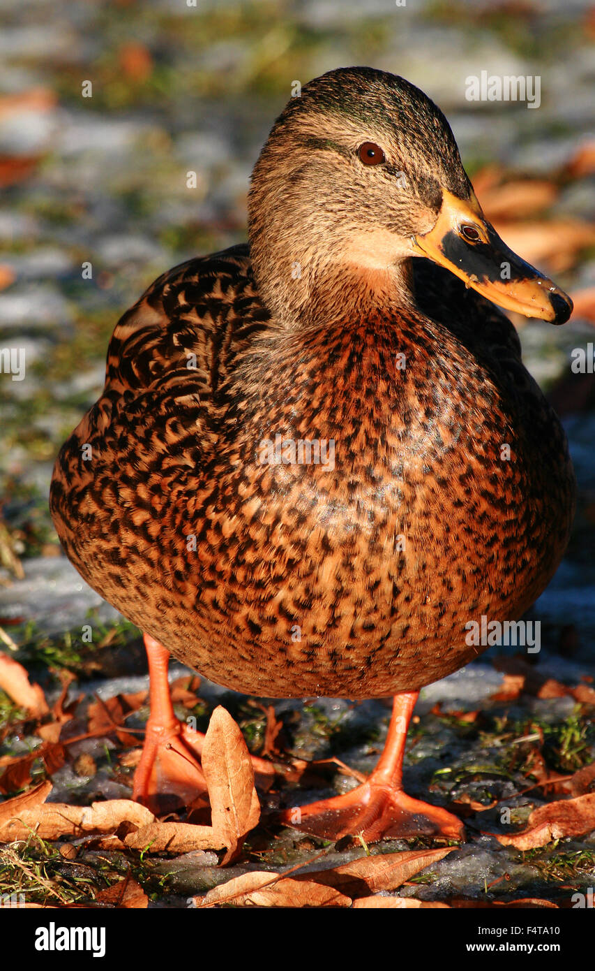 Female duck hi-res stock photography and images - Alamy