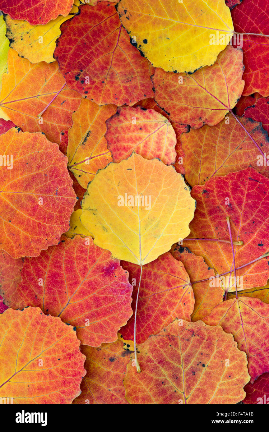 Populus tremula. Autumn Aspen tree leaves pattern Stock Photo - Alamy