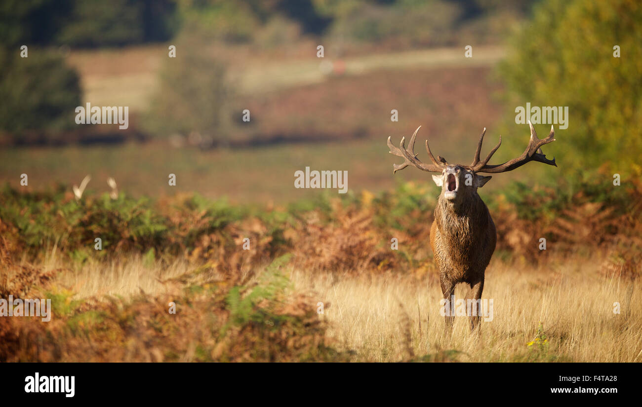 Deer calling hi-res stock photography and images - Alamy