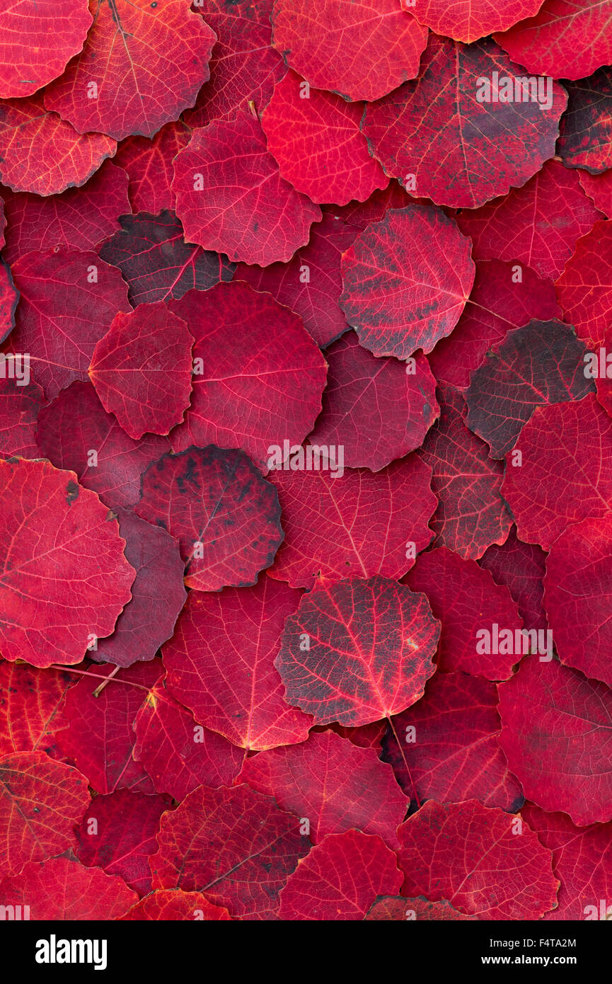 Colorful autumn aspen leaves hi-res stock photography and images - Alamy