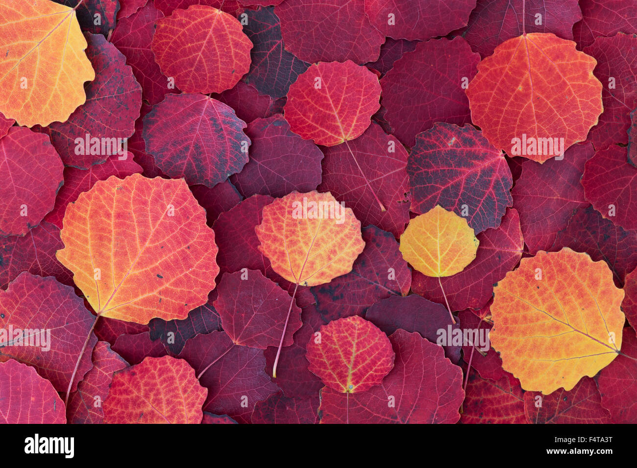 Populus tremula. Autumn Aspen tree leaves pattern Stock Photo - Alamy